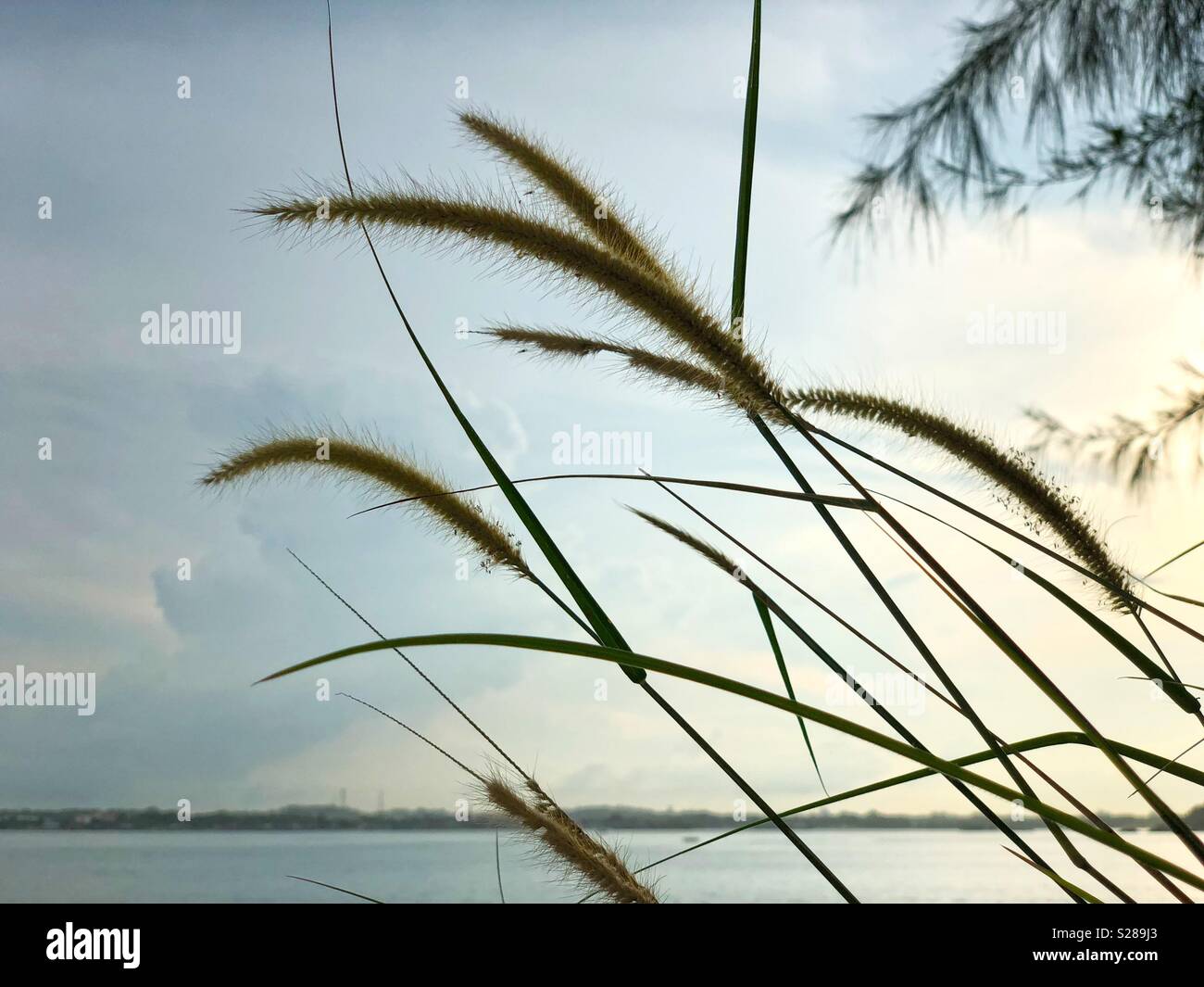 Abstract natural backgrounds of Cogon grass,blady grass, lalang grass ...