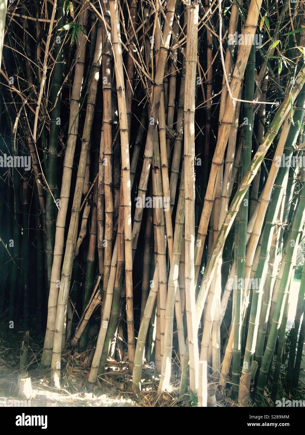 Clump of bamboo hi-res stock photography and images - Alamy