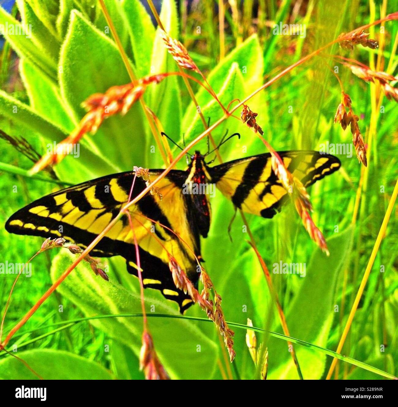 Broken wing insect hi-res stock photography and images - Alamy