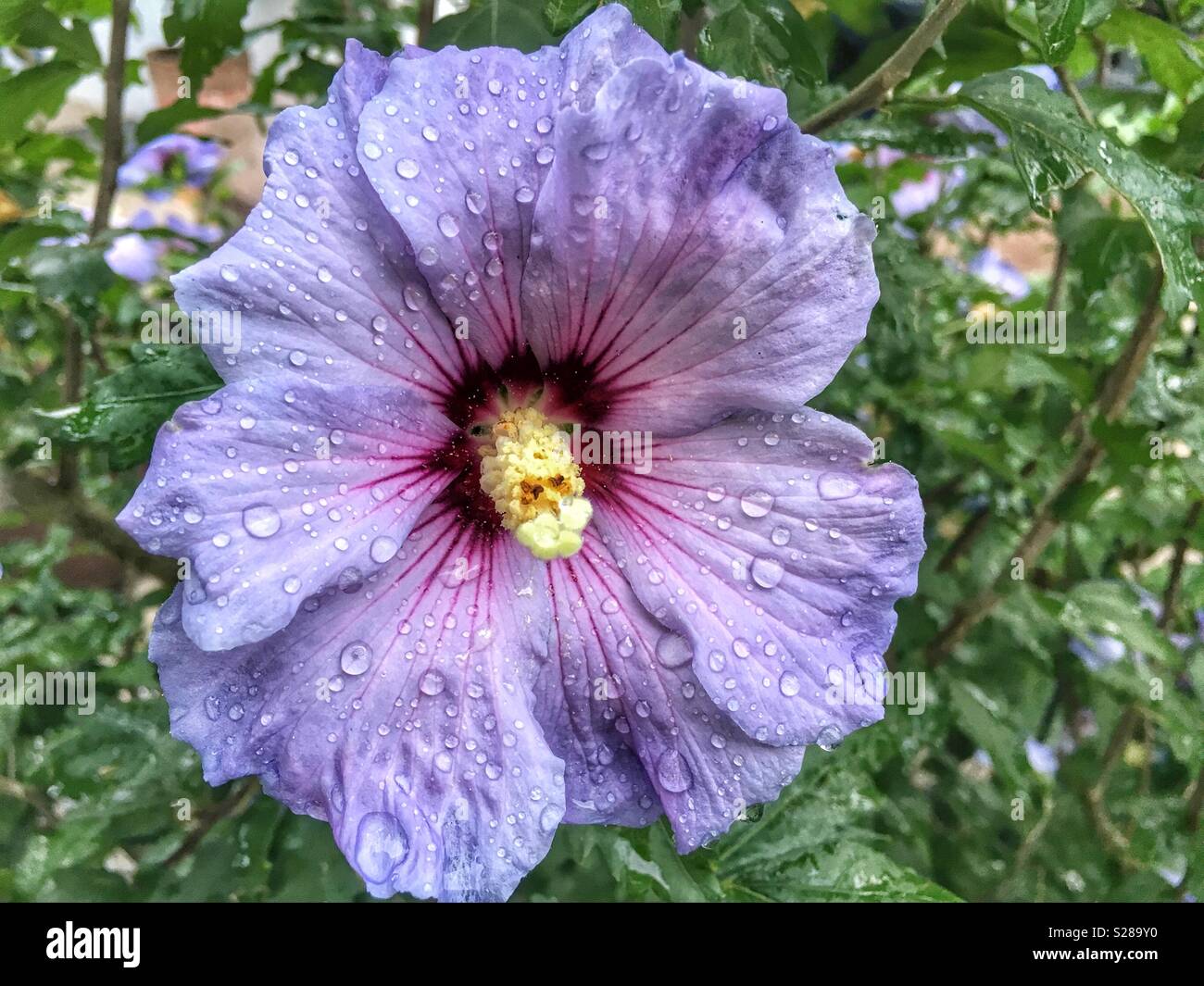 Flower after rain hi-res stock photography and images - Alamy