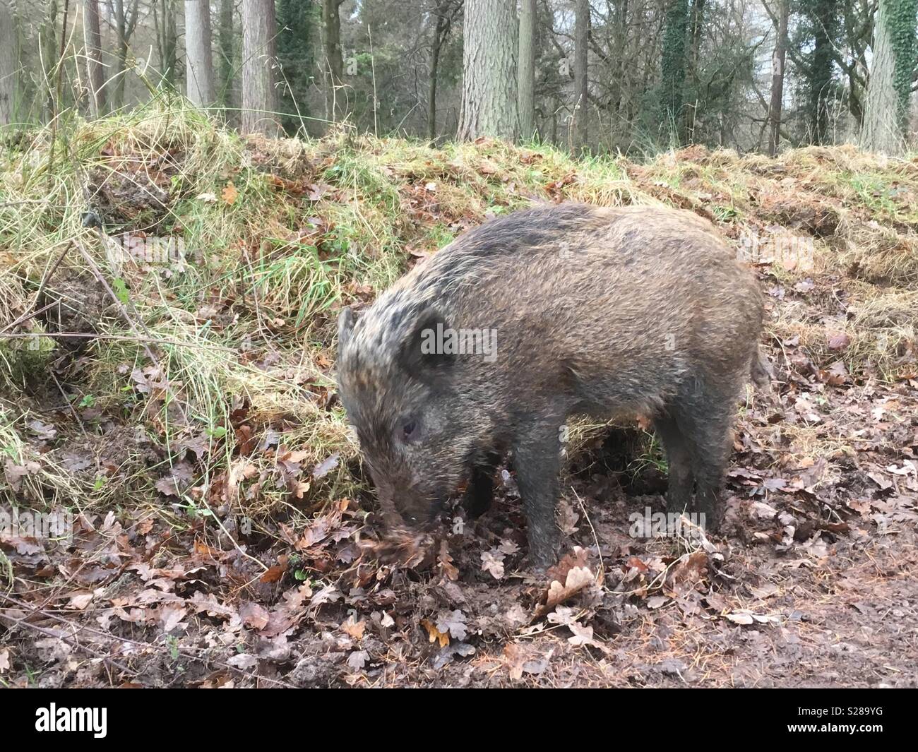Boar forest of dean hi-res stock photography and images - Alamy