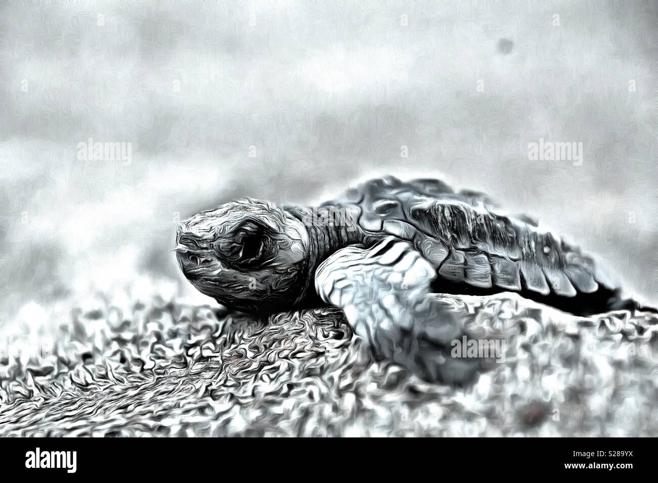 Baby turtle being born at the beach Stock Photo - Alamy