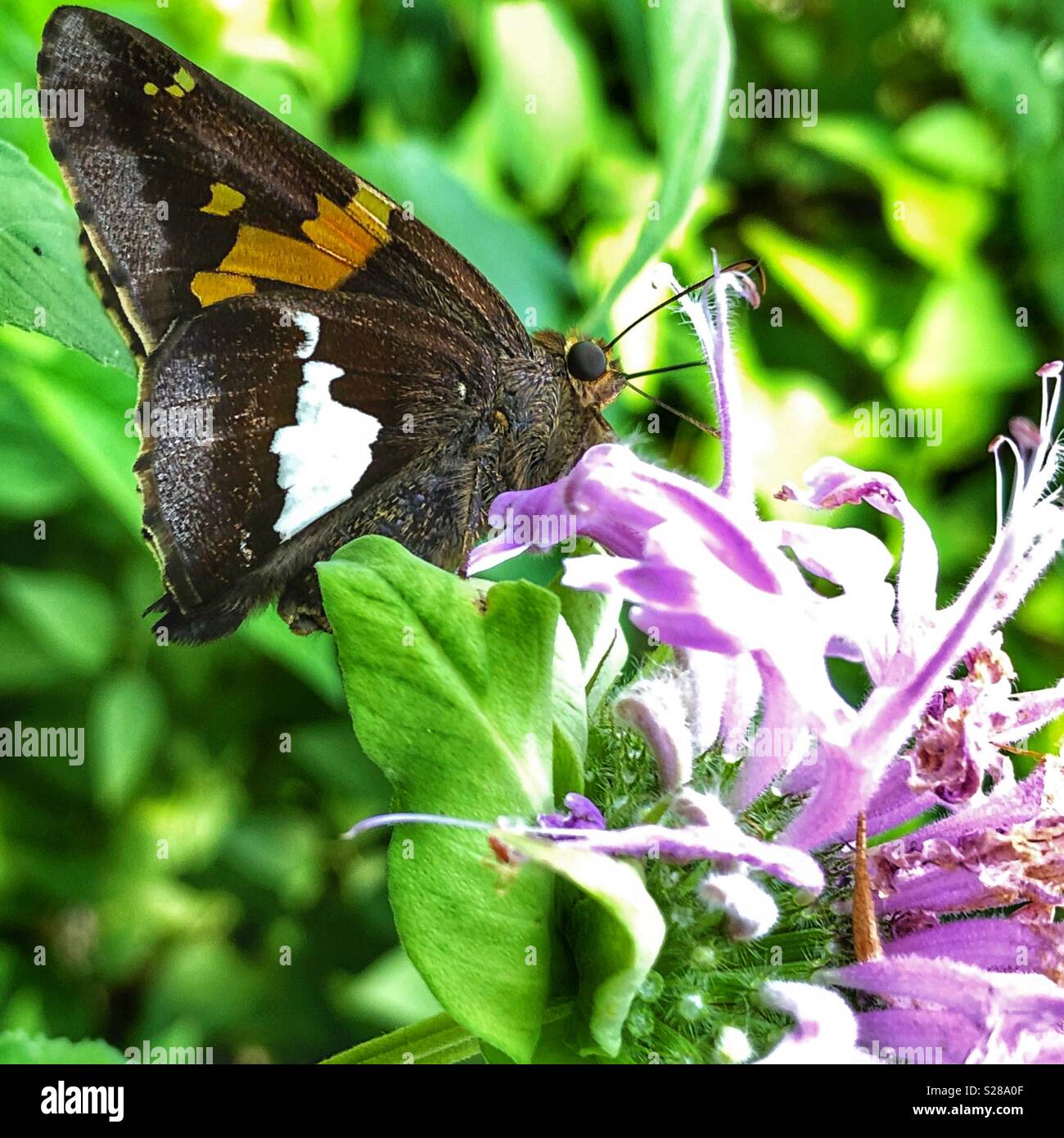 The butterfly, Silver-spotted Skipper, on bee balm plant Stock Photo ...