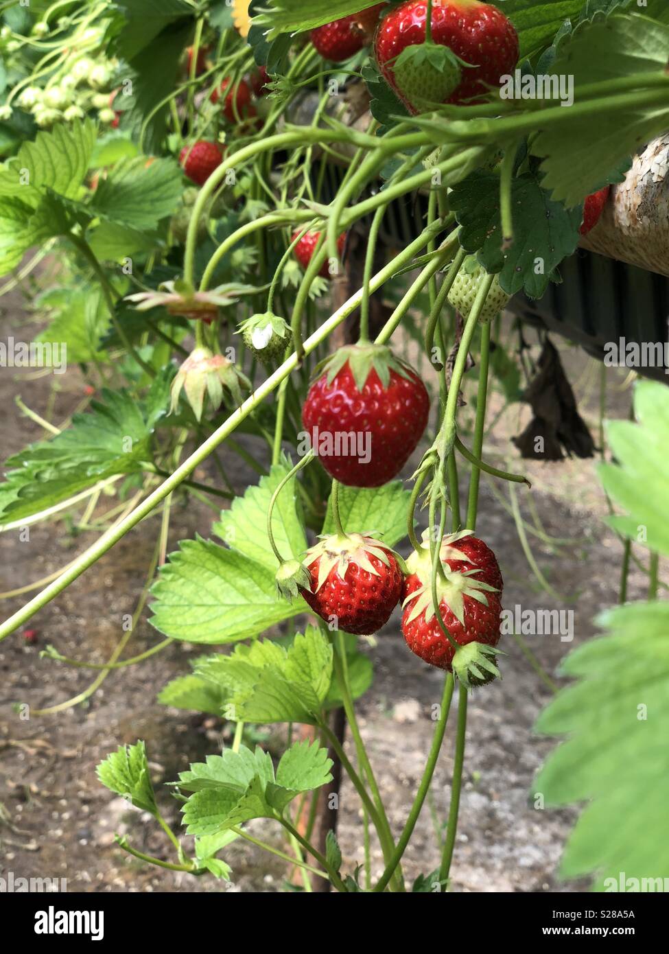 Pyo hi-res stock photography and images - Alamy