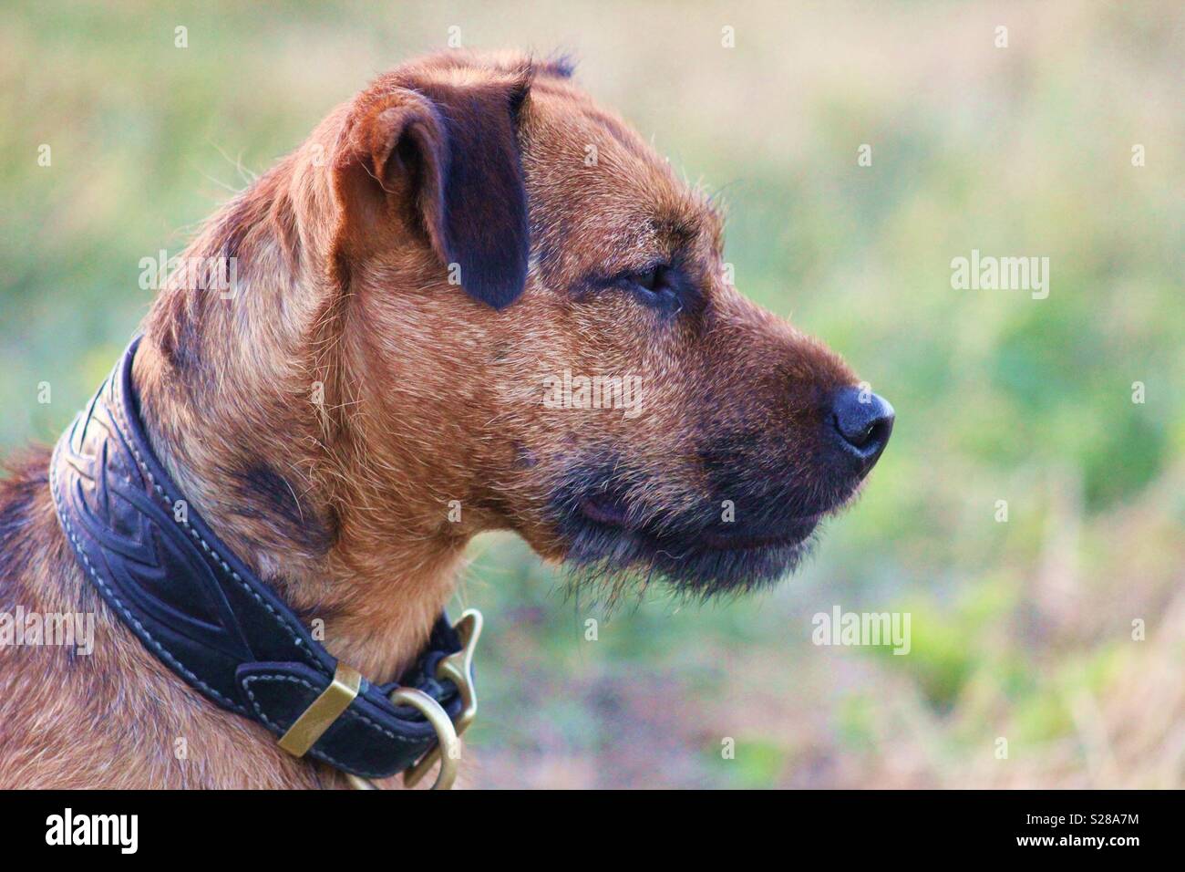 Fell terrier hi-res stock photography and images - Alamy
