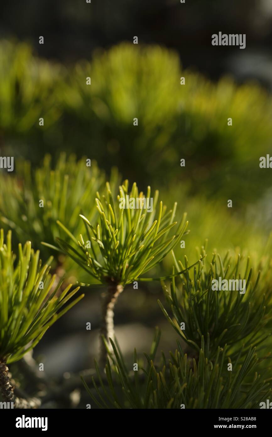 Green little tree hi-res stock photography and images - Alamy
