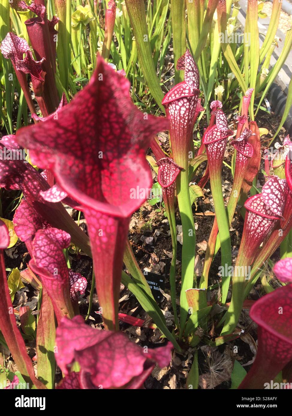 Pitcher Plant 1 Stock Photo - Alamy