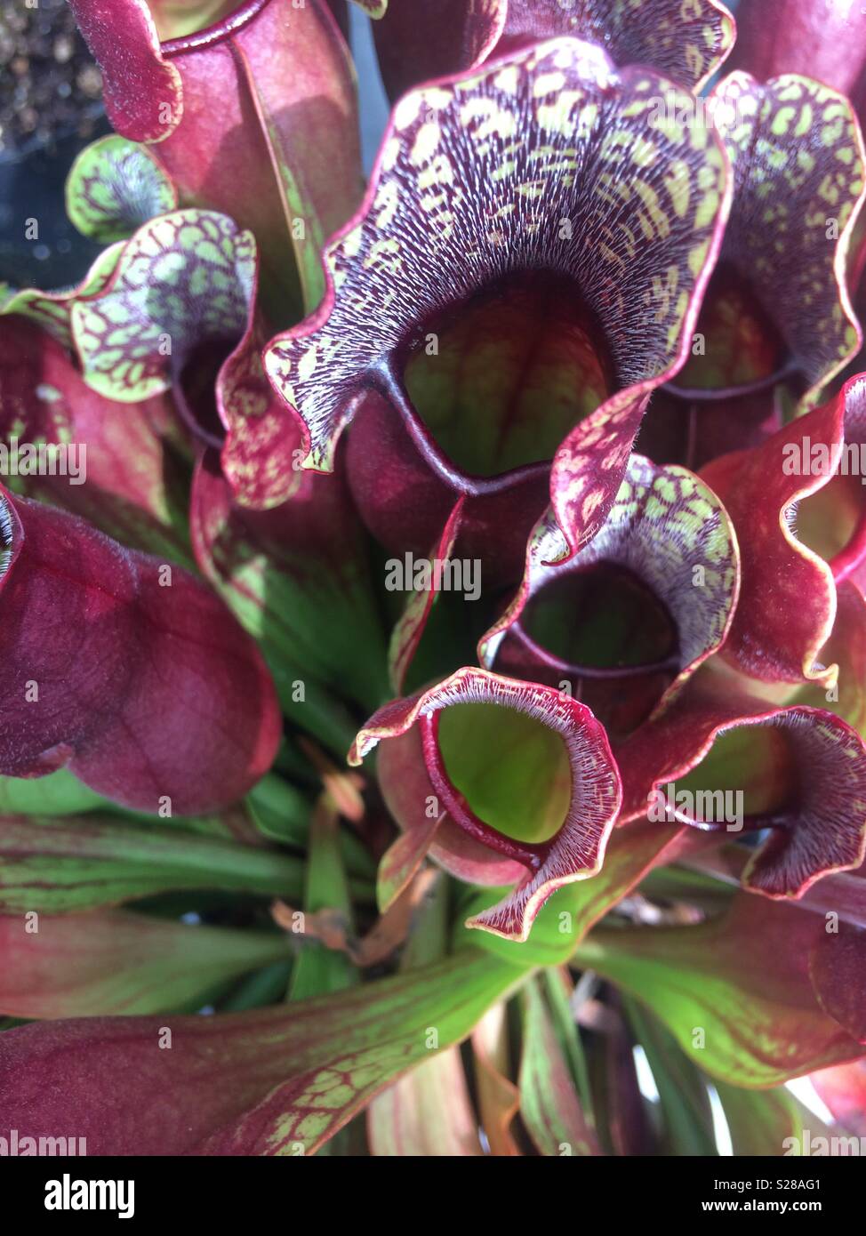 Meat eating plant hi-res stock photography and images - Alamy