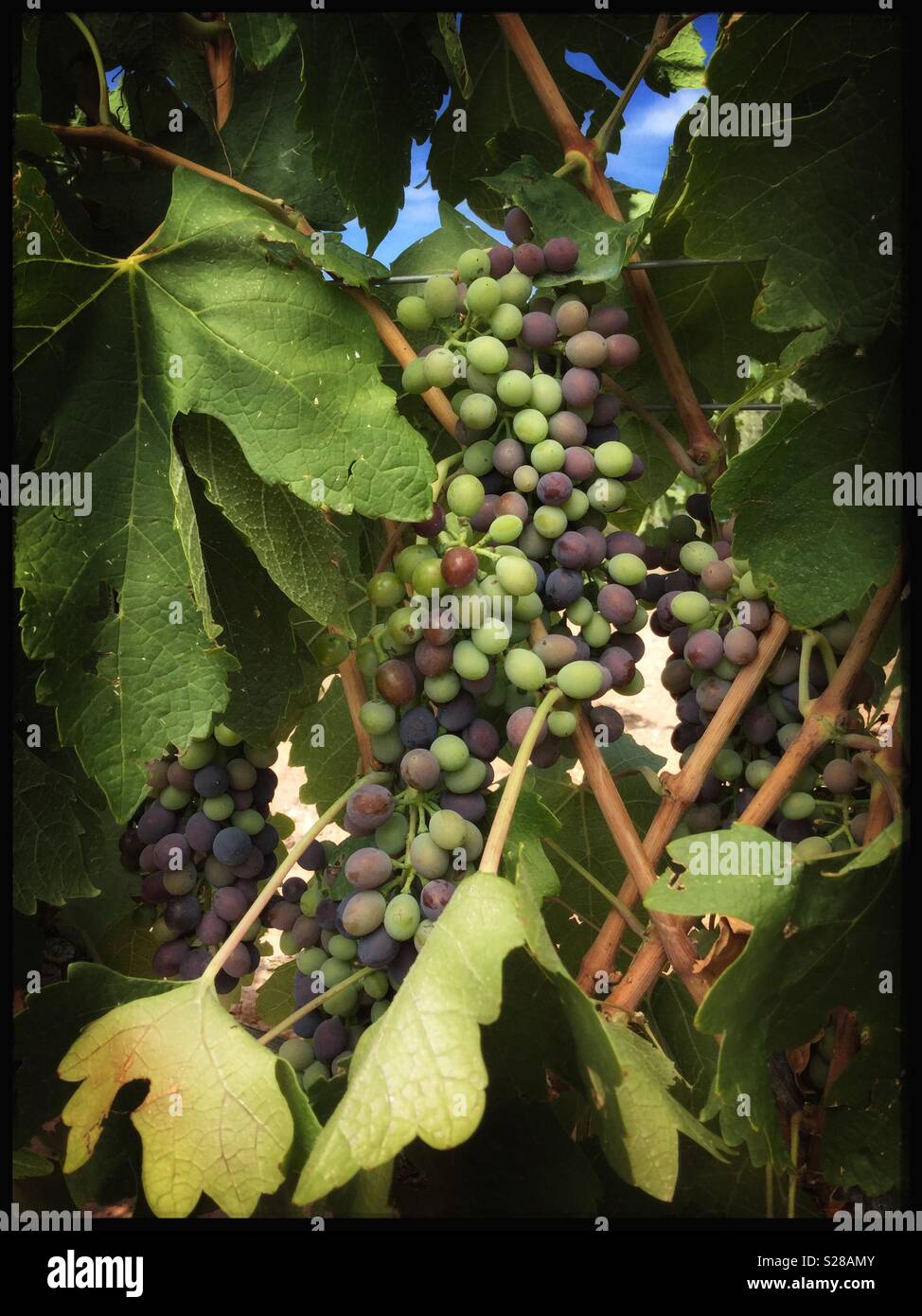 Syrah grapes ripening on the vine, Catalonia, Spain Stock Photo - Alamy