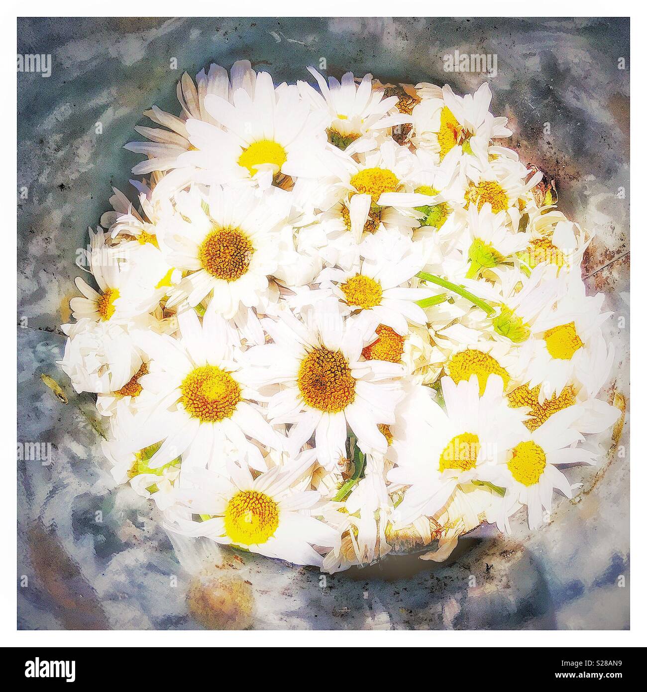 Daisy flower heads Stock Photo - Alamy