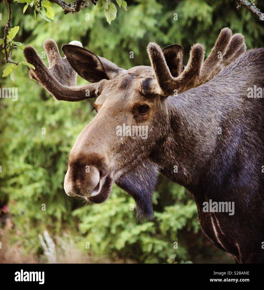 Moose king of the Swedish Forest Stock Photo - Alamy
