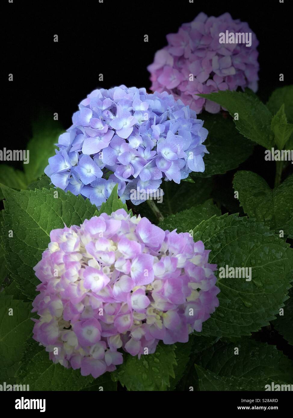 Beautiful pastel Pink, blue and white Hydrangea Stock Photo - Alamy