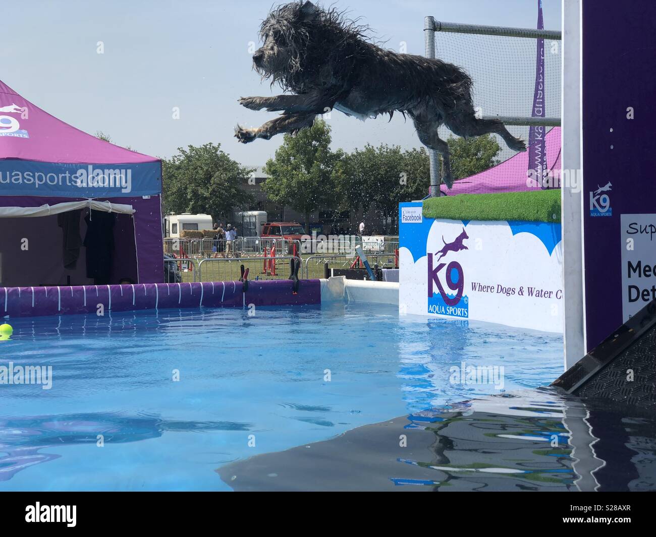 Big dog jumping in pool Stock Photo - Alamy