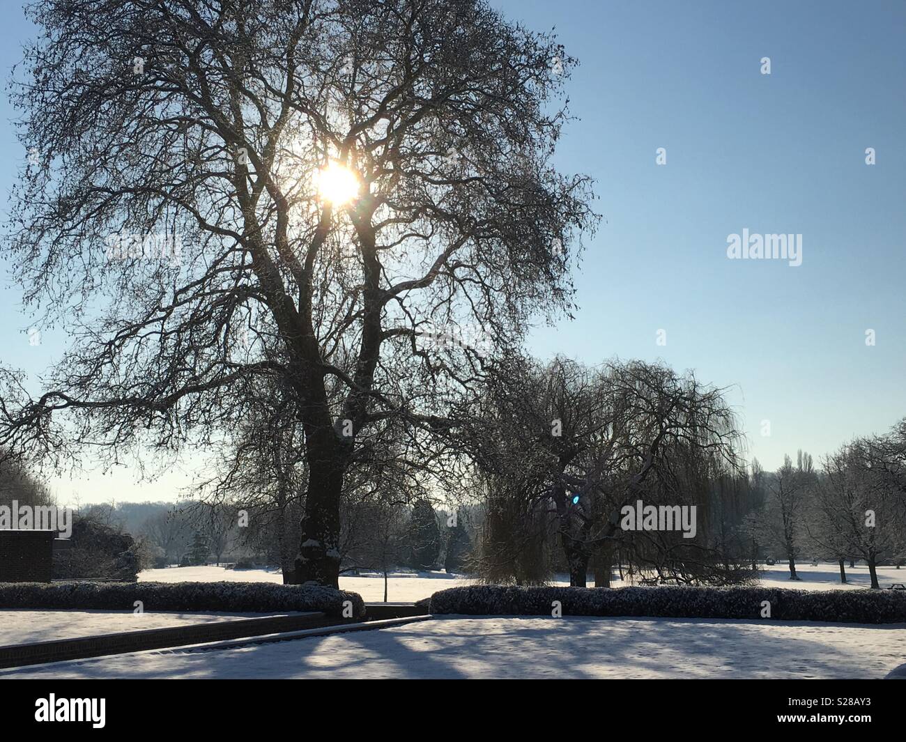 Winter morning tree shadow Stock Photo - Alamy