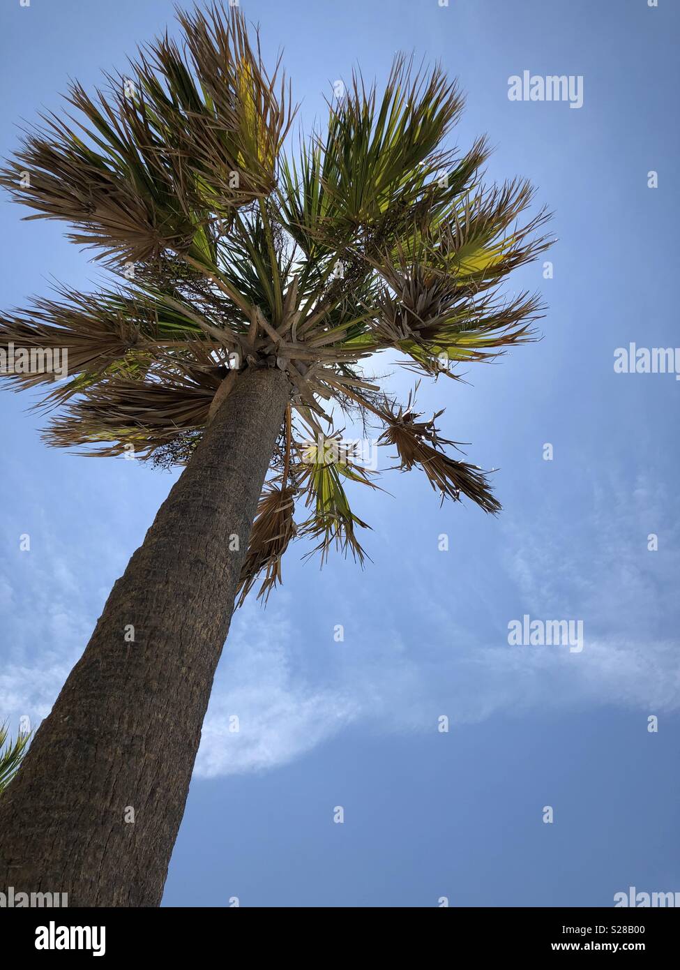 Looking up a palm tree Stock Photo - Alamy