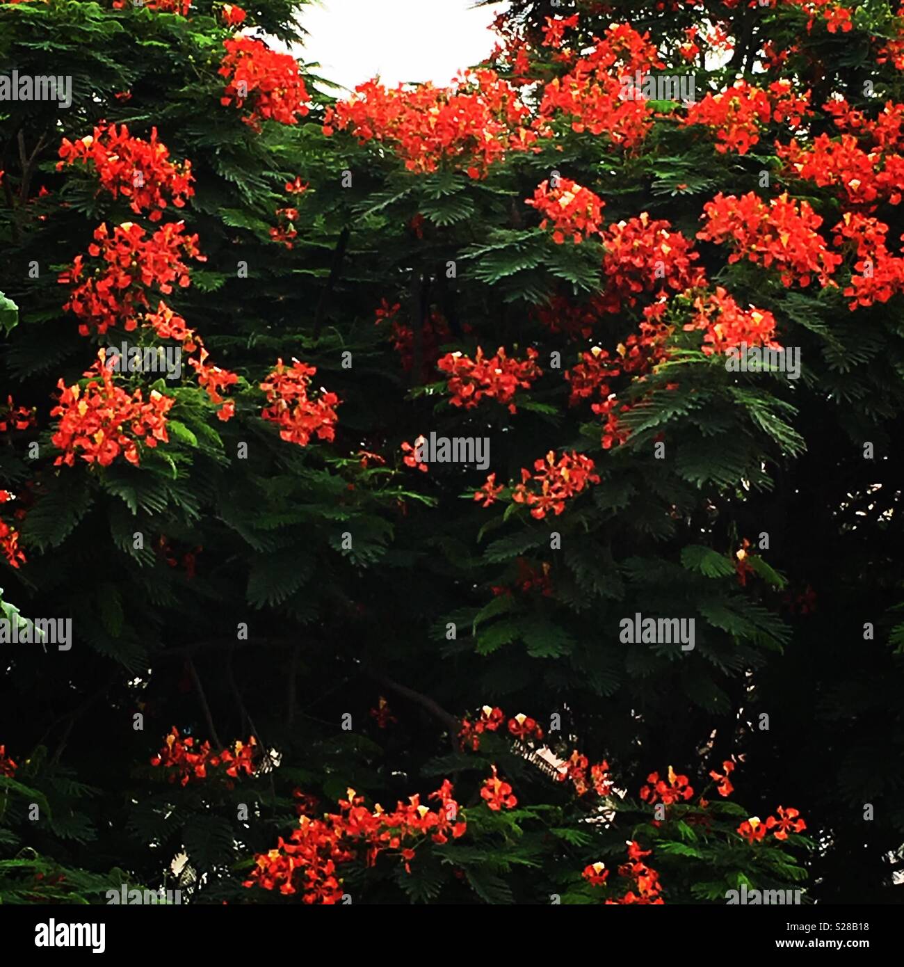 Gulmohar hi-res stock photography and images - Alamy