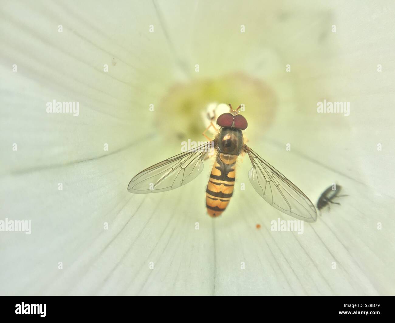 Bugs fly hi-res stock photography and images - Alamy