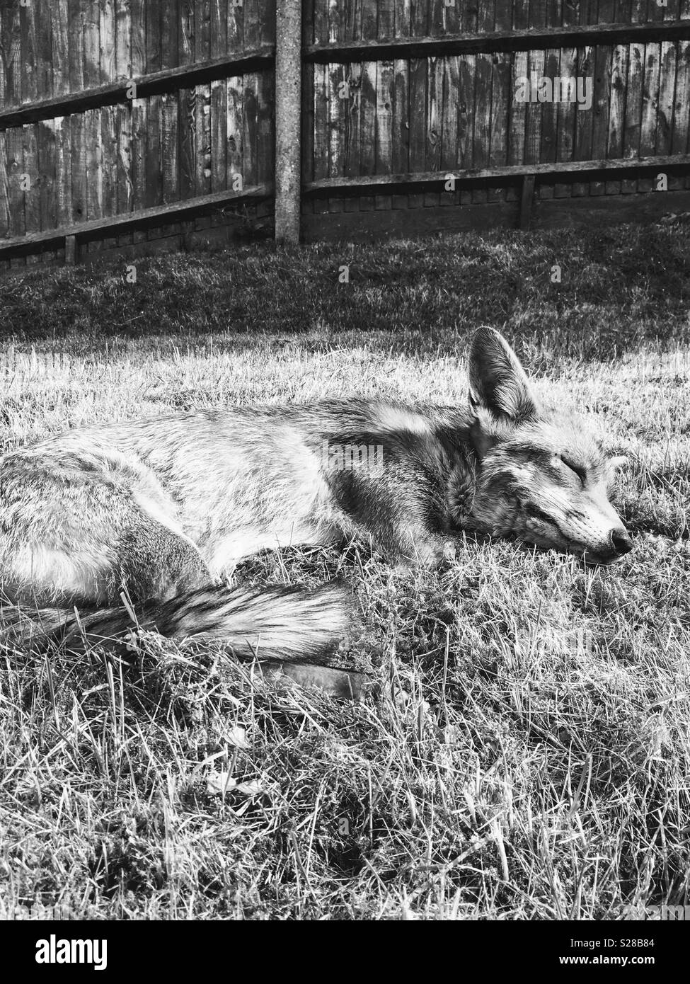 A fox at peace Stock Photo - Alamy