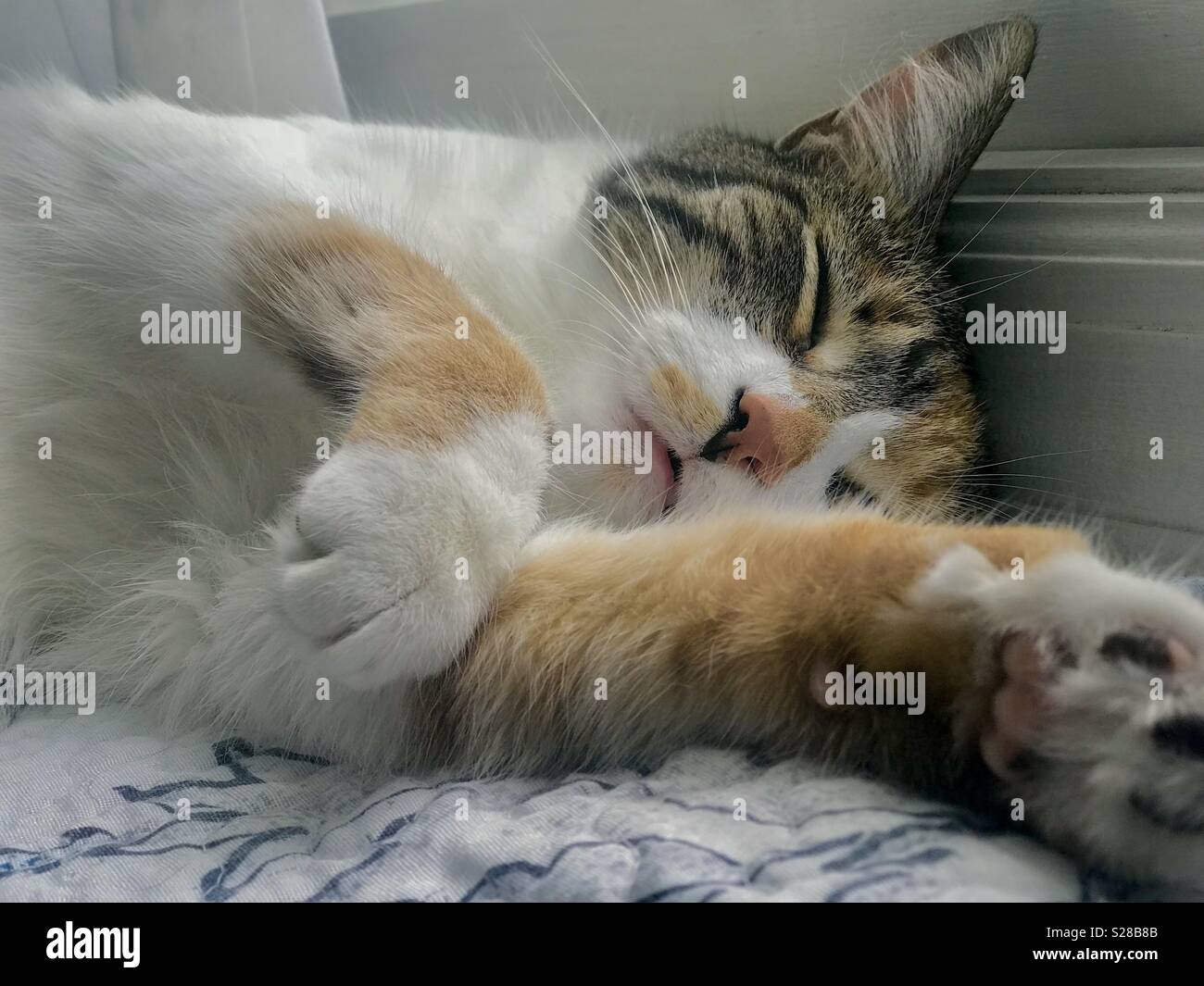 Calico cat sleeping hi-res stock photography and images - Alamy