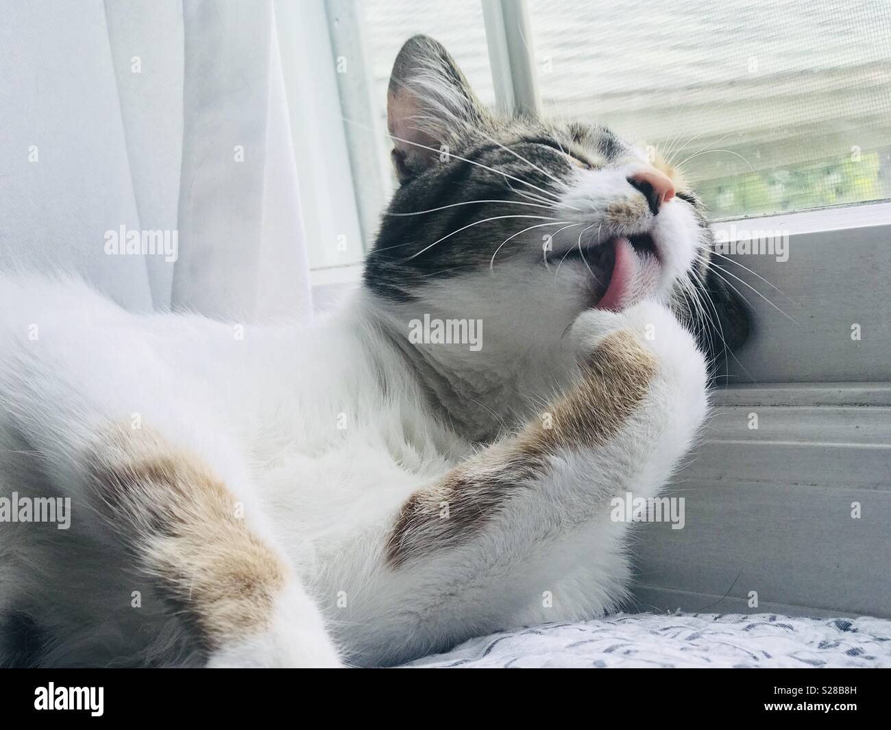 Calico cat paw hi-res stock photography and images - Alamy