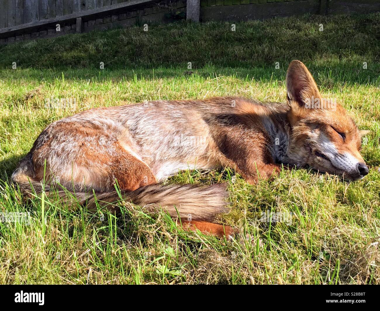 A fox having a nap in the backyard Stock Photo - Alamy