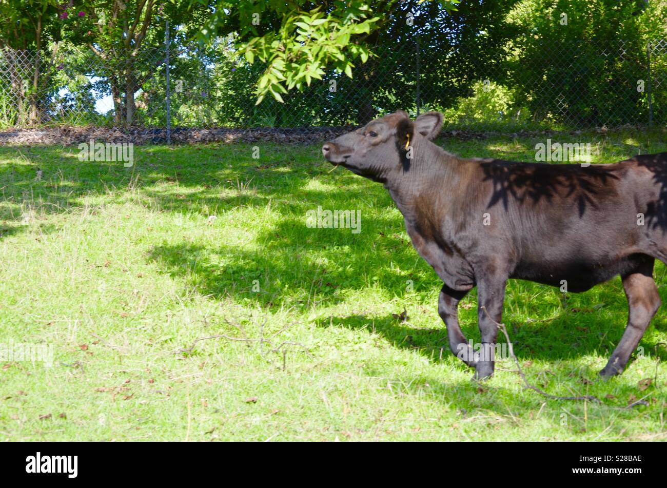 Cow trotting hi-res stock photography and images - Alamy