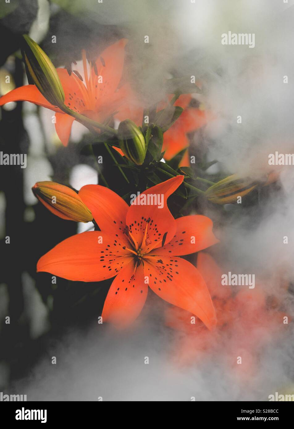 Smoke effect with bright orange flowers Stock Photo - Alamy