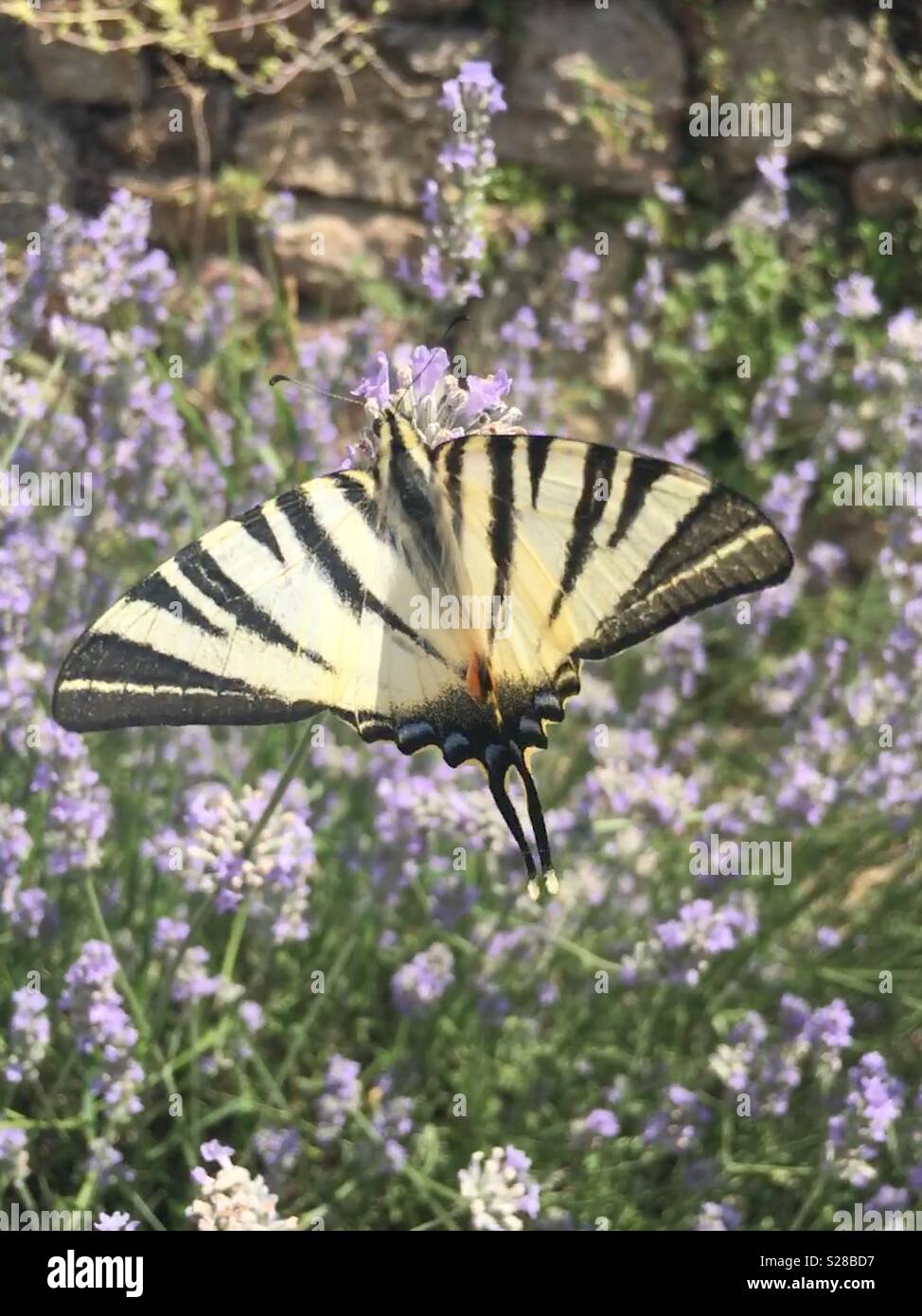 Butterfly Italy High Resolution Stock Photography and Images - Alamy