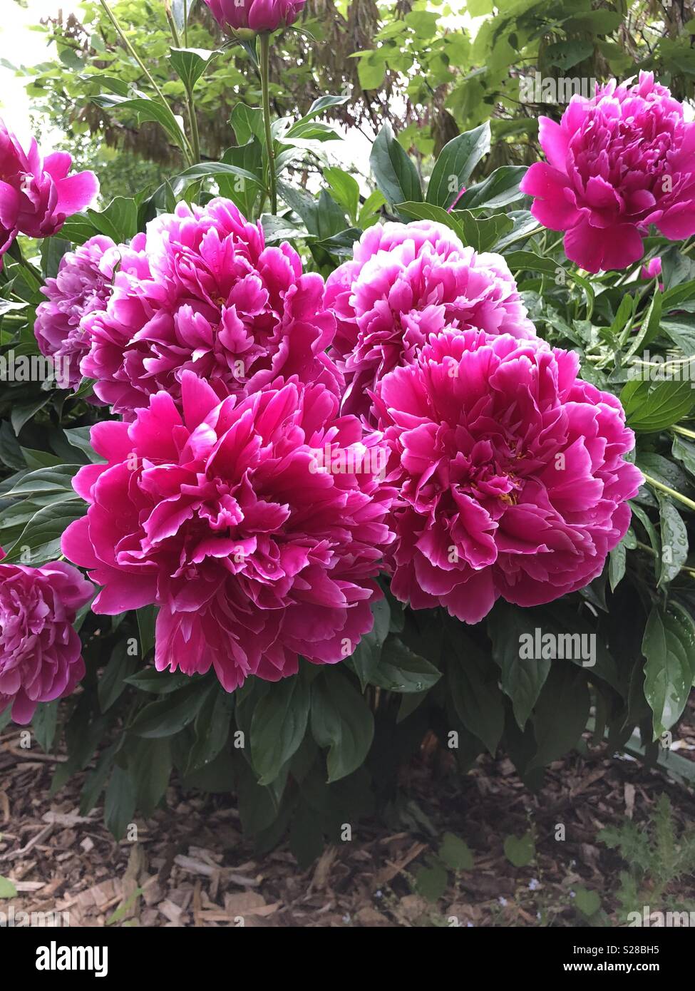 Ontario wild flowers hi-res stock photography and images - Alamy
