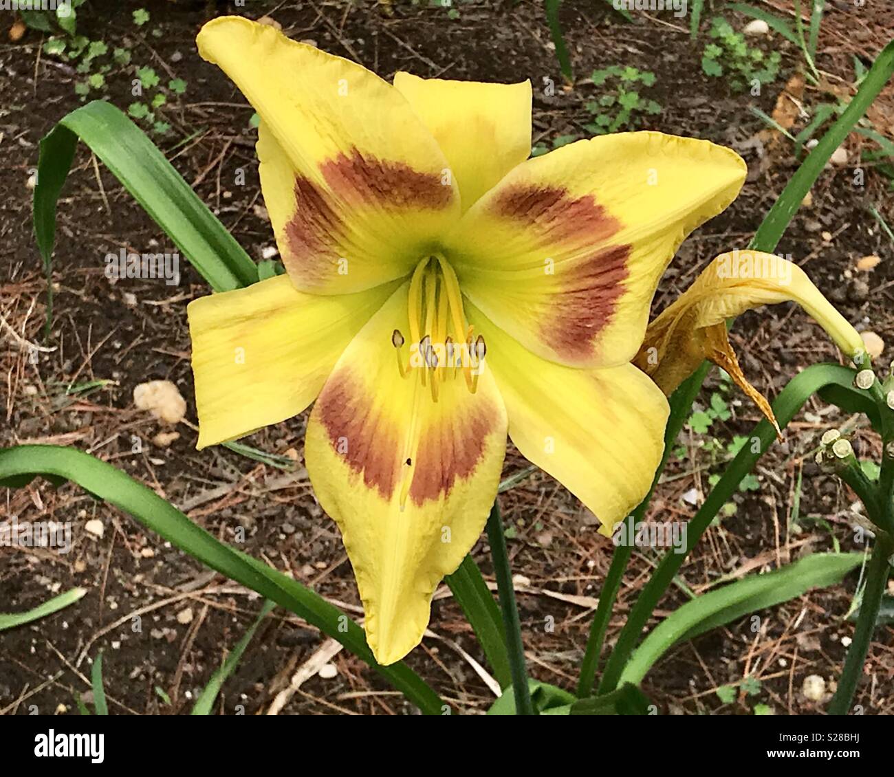 Daylily King George Stock Photo - Alamy