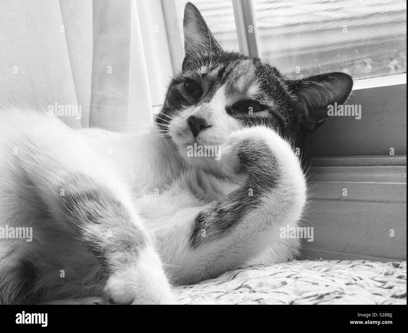 Cat In Thought High Resolution Stock Photography and Images - Alamy