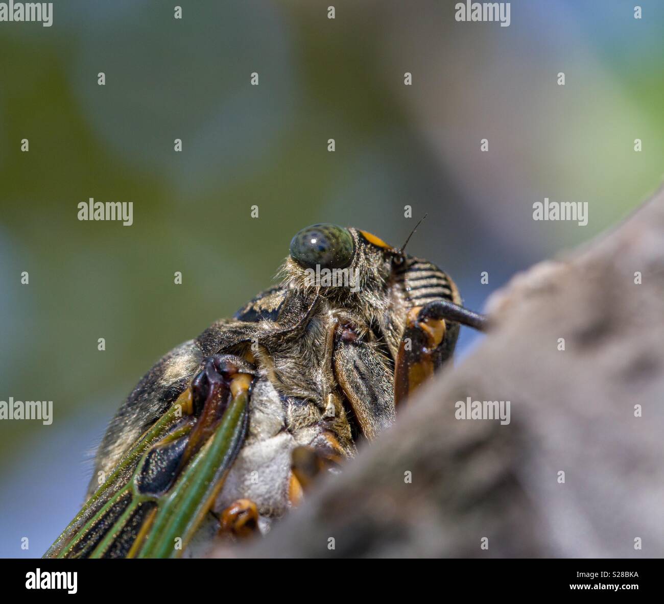 Heat bugs hi-res stock photography and images - Alamy