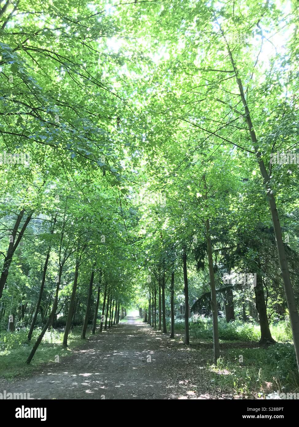 Sunlight dappled hi-res stock photography and images - Alamy