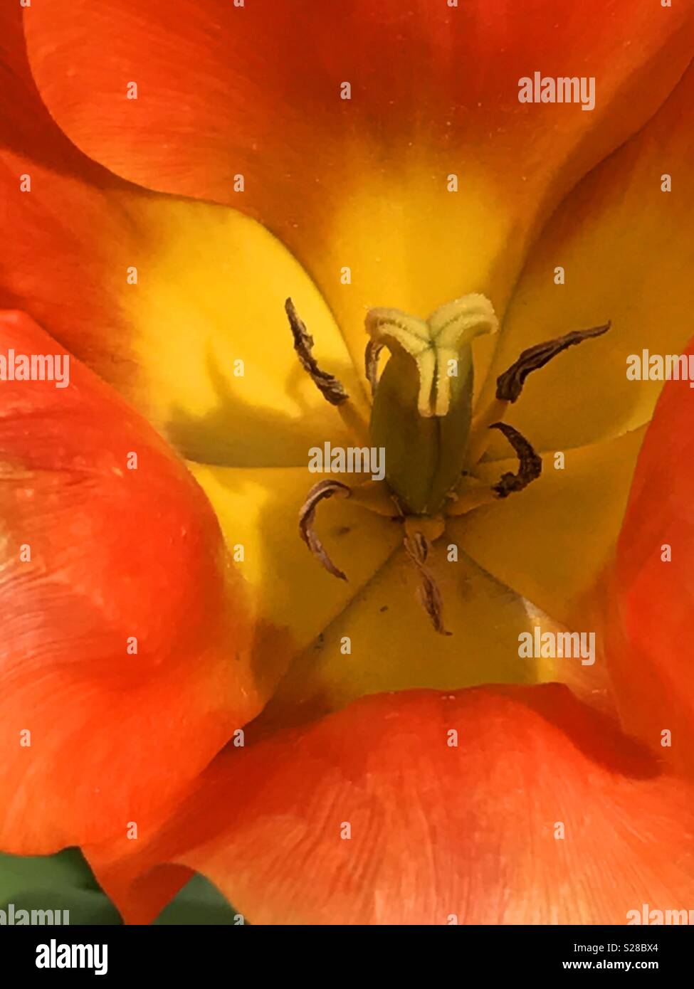 Tulip flower. Close view Stock Photo - Alamy