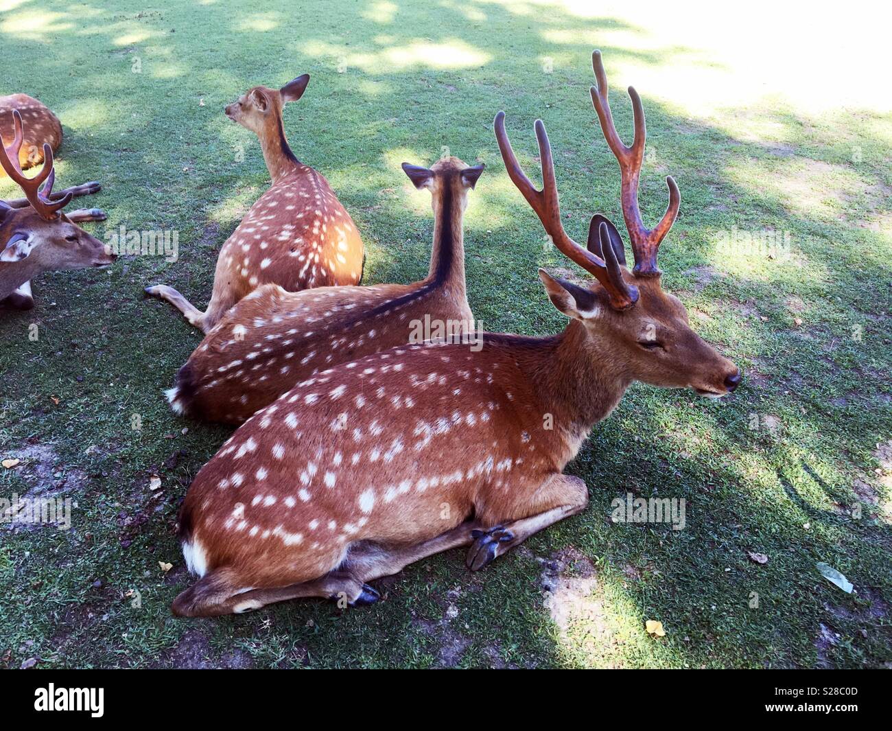 Deer sitting hi-res stock photography and images - Alamy