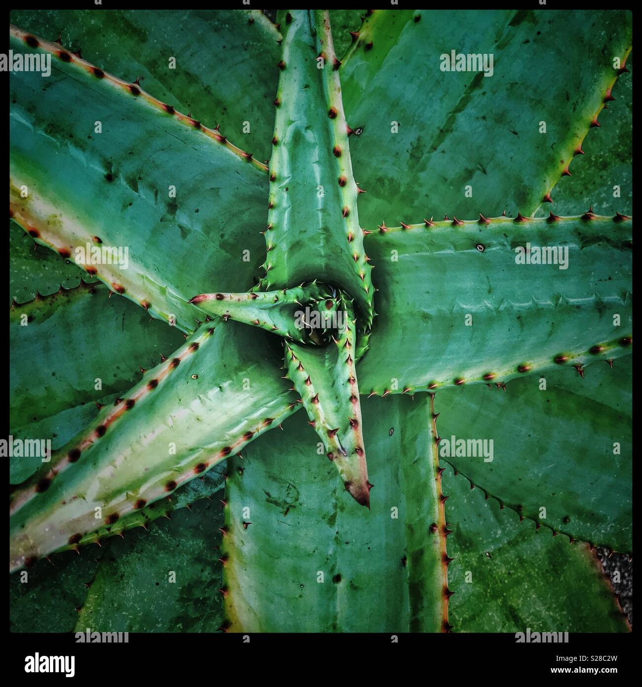 Bitter aloe (Aloe ferox) , Kirstenbosch National Botanical Gardens ...