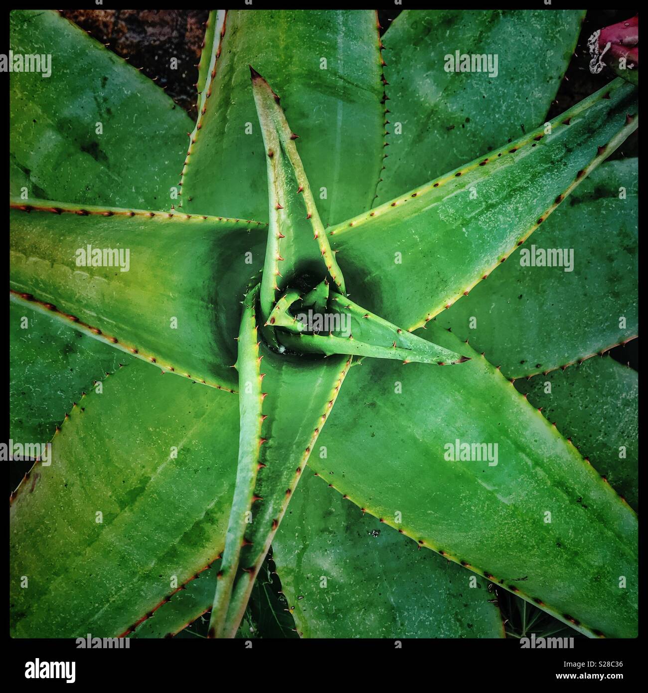 Bitter aloe (Aloe ferox) , Kirstenbosch National Botanical Gardens ...