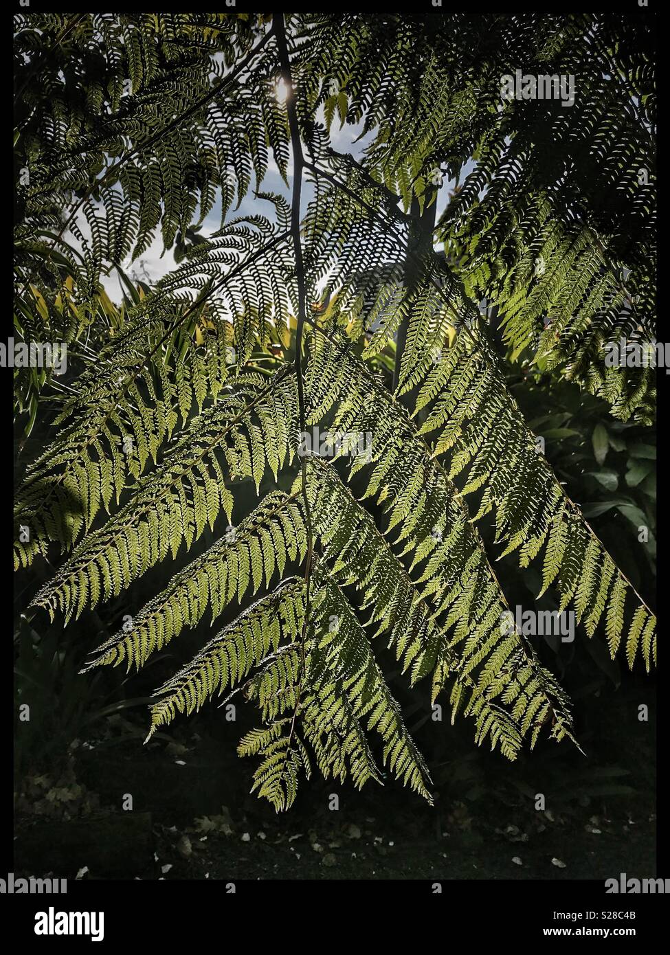 Backlit fern leaves Stock Photo - Alamy
