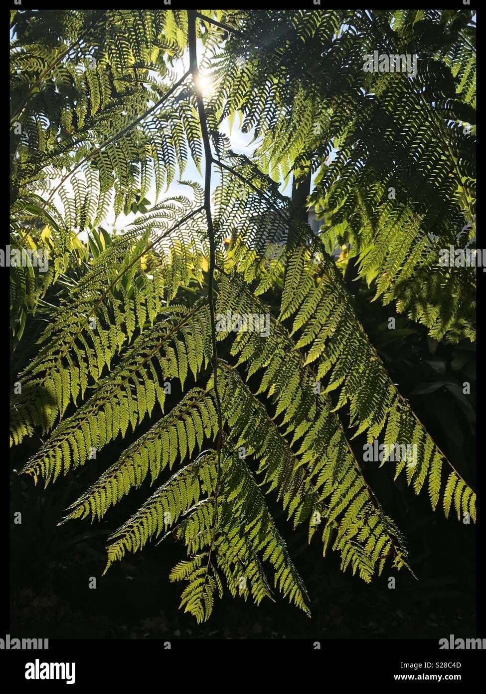 Backlit fern leaves hi-res stock photography and images - Alamy