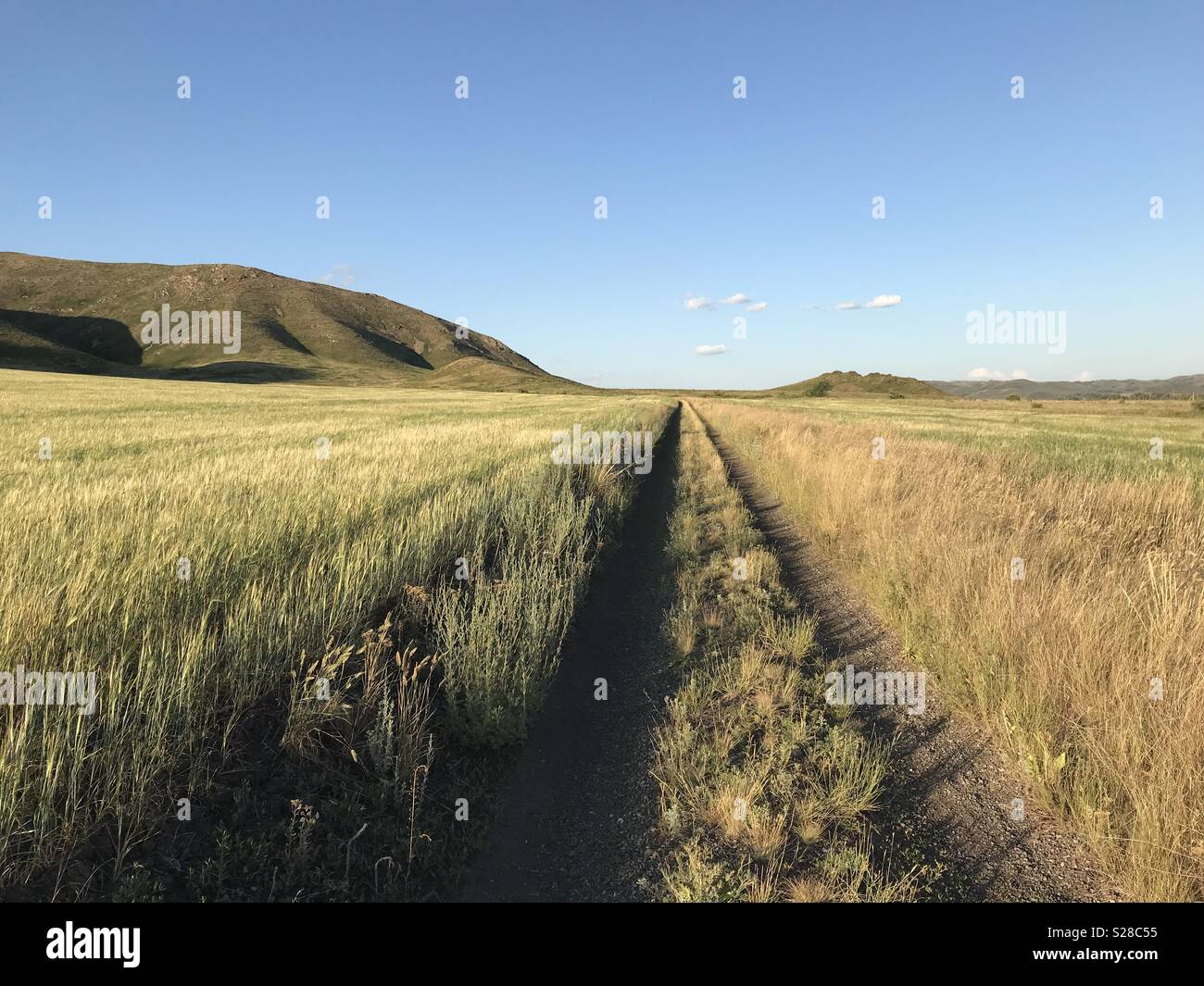 Road across wheat fields Stock Photo - Alamy