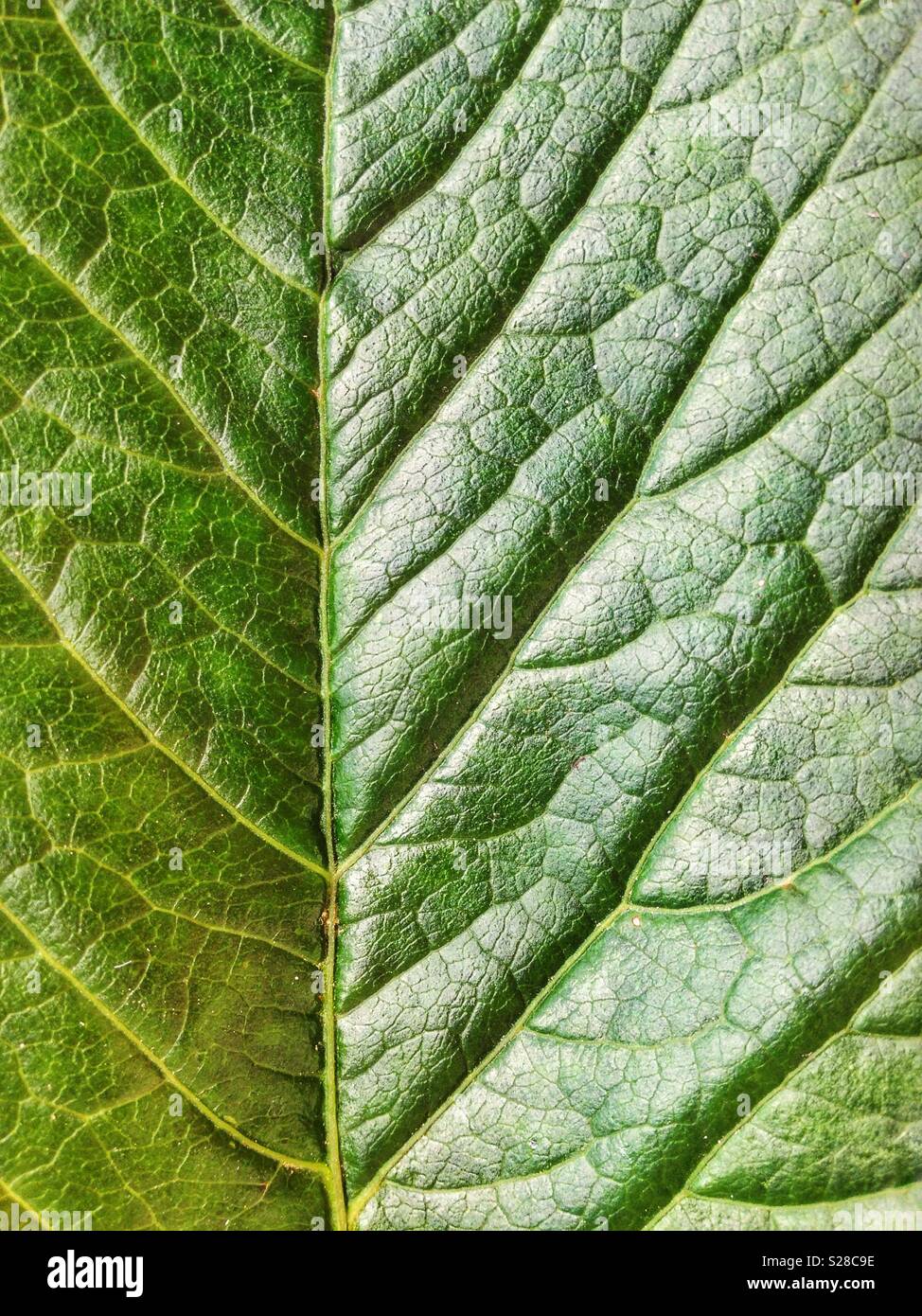 Leaf details hi-res stock photography and images - Alamy