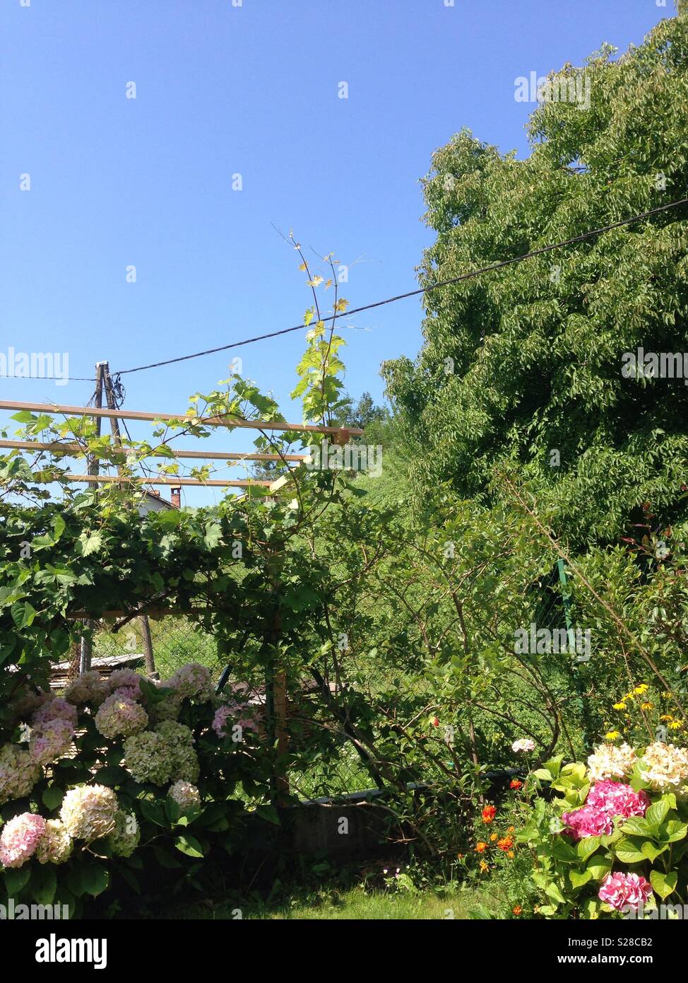 Greenery of nature hi-res stock photography and images - Alamy
