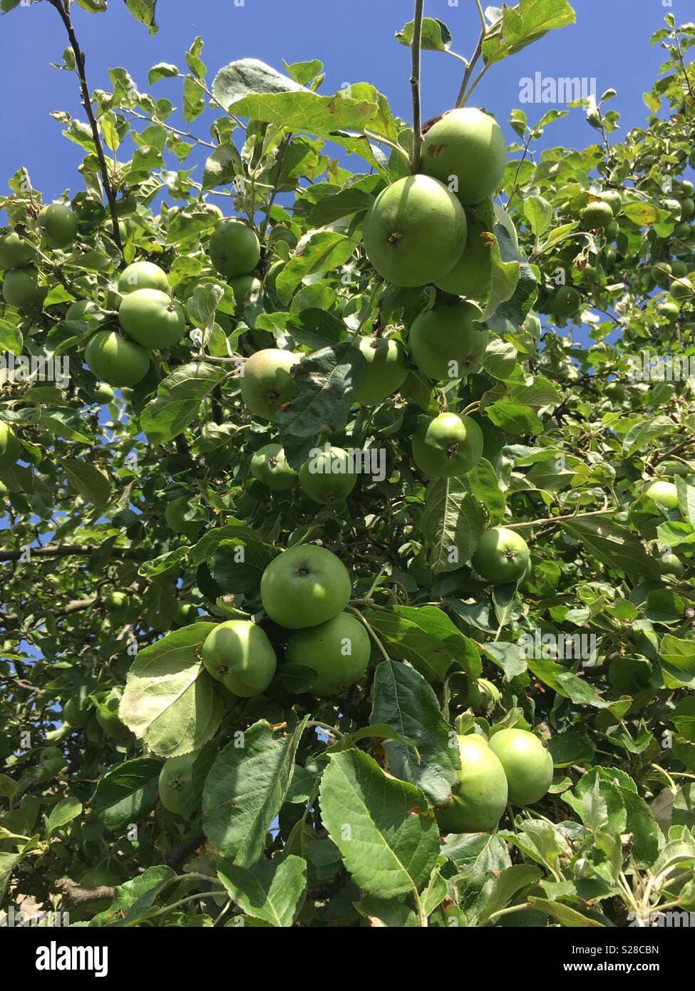 Apple tree full of fruit Stock Photo - Alamy
