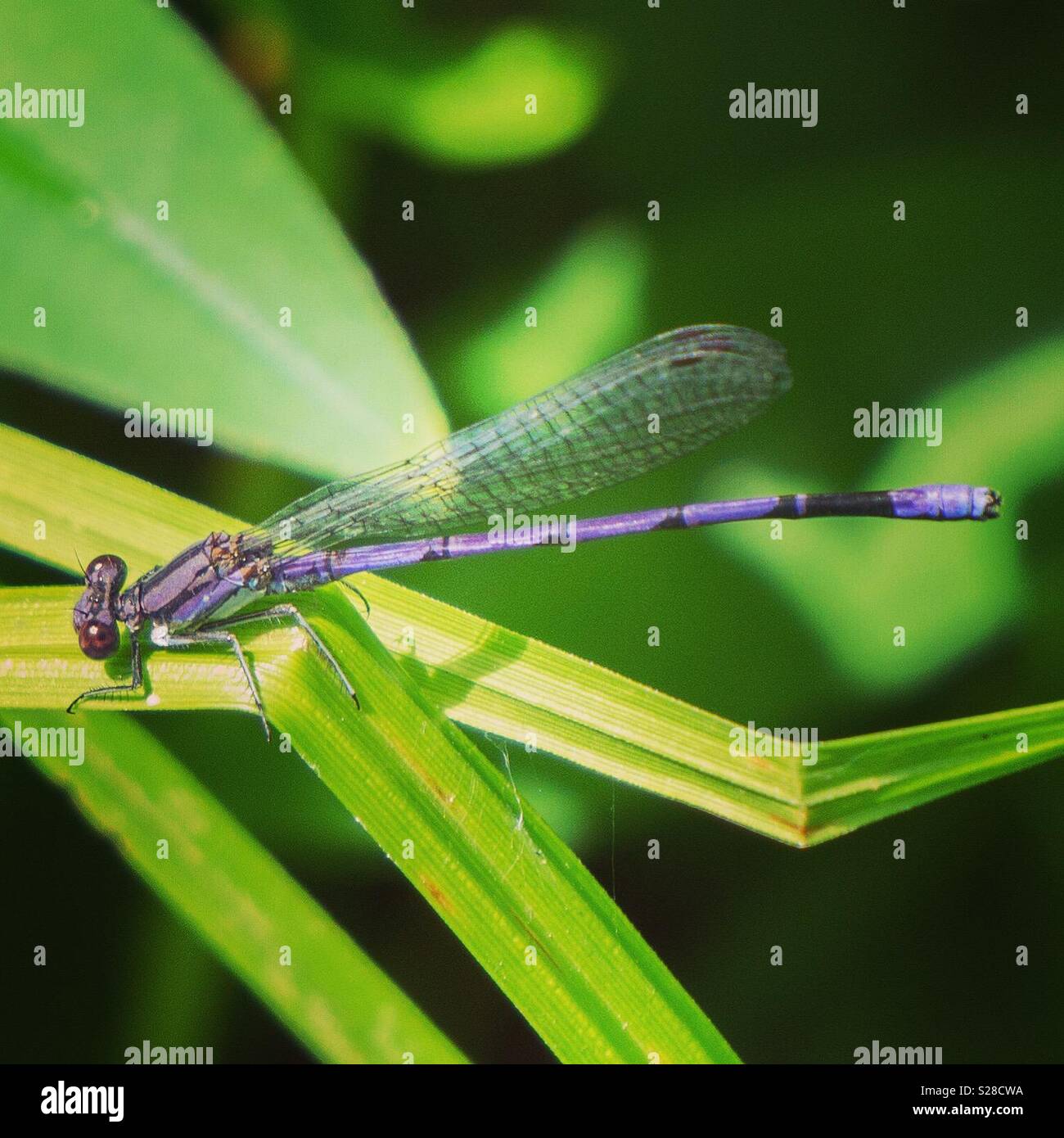 Male variable dancer damselfly hi-res stock photography and images - Alamy