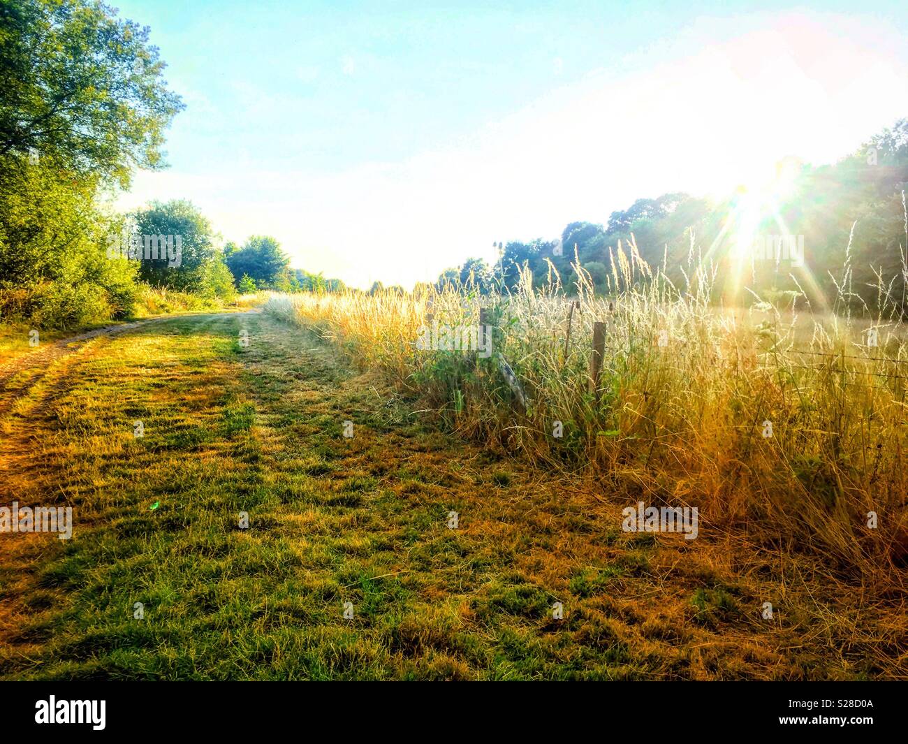 Golden summer nights hi-res stock photography and images - Alamy