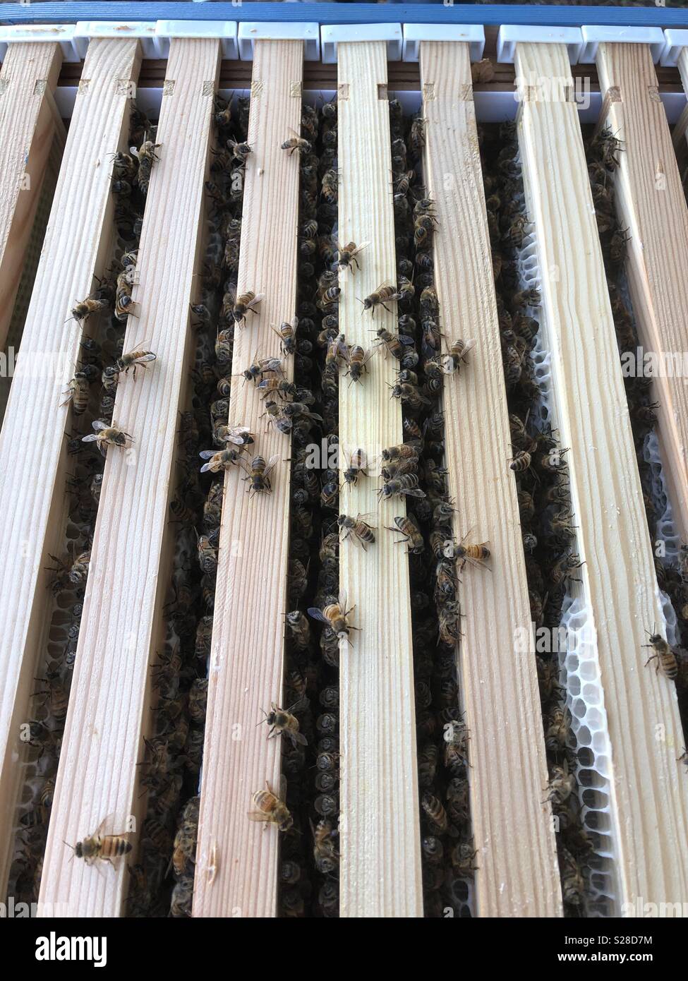 Beehive uk hi-res stock photography and images - Alamy