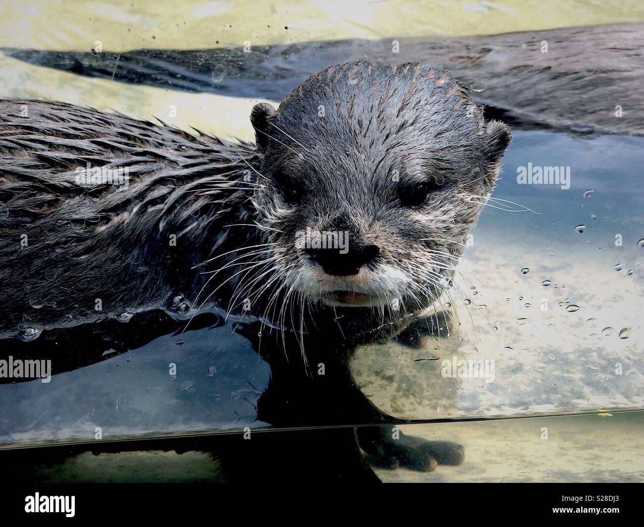 Otter having a cool swim in the heat Stock Photo - Alamy