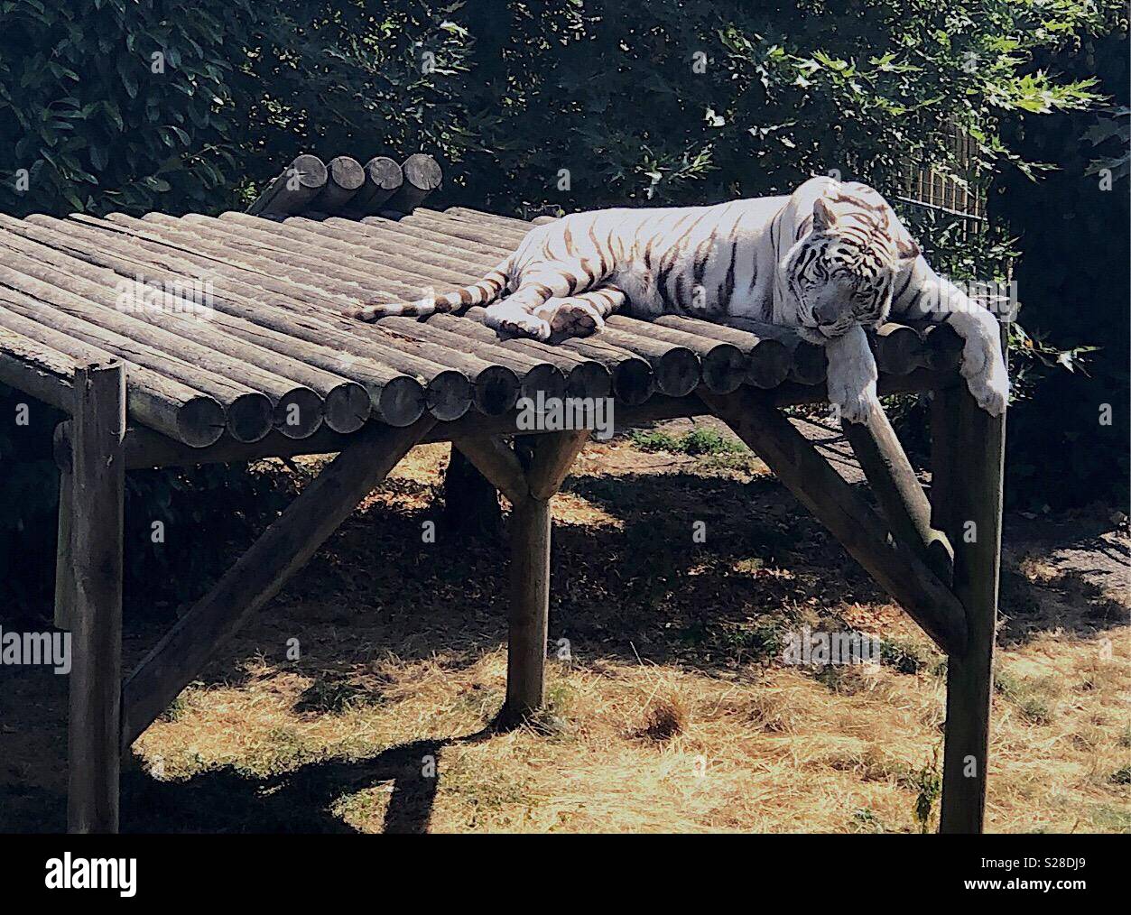 White Tiger Sleeping High Resolution Stock Photography and Images - Alamy