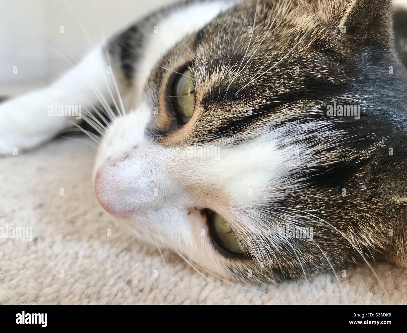 Catch animal hi-res stock photography and images - Alamy