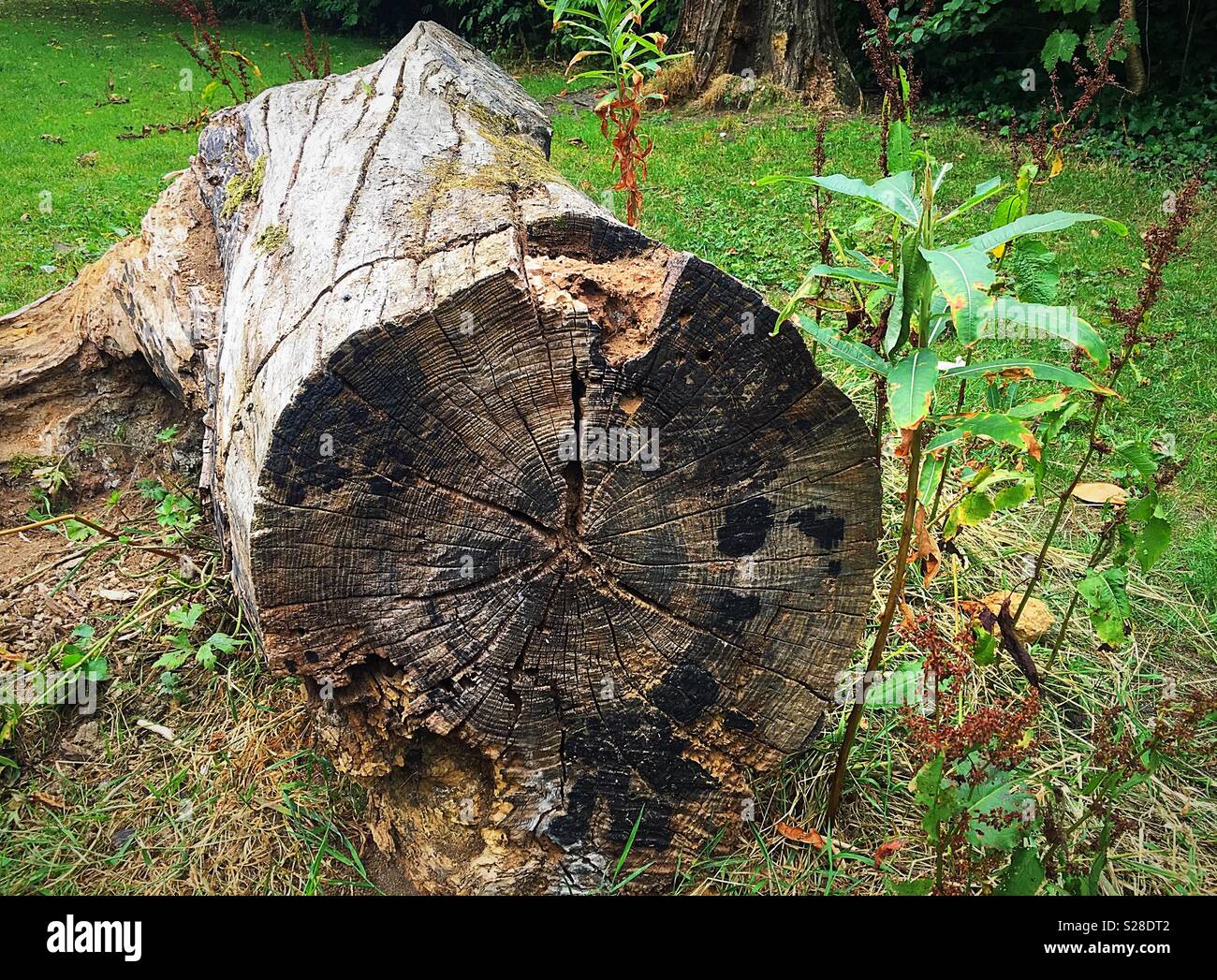 Inside rings hi-res stock photography and images - Alamy